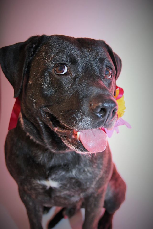 About Us – Home FurEver