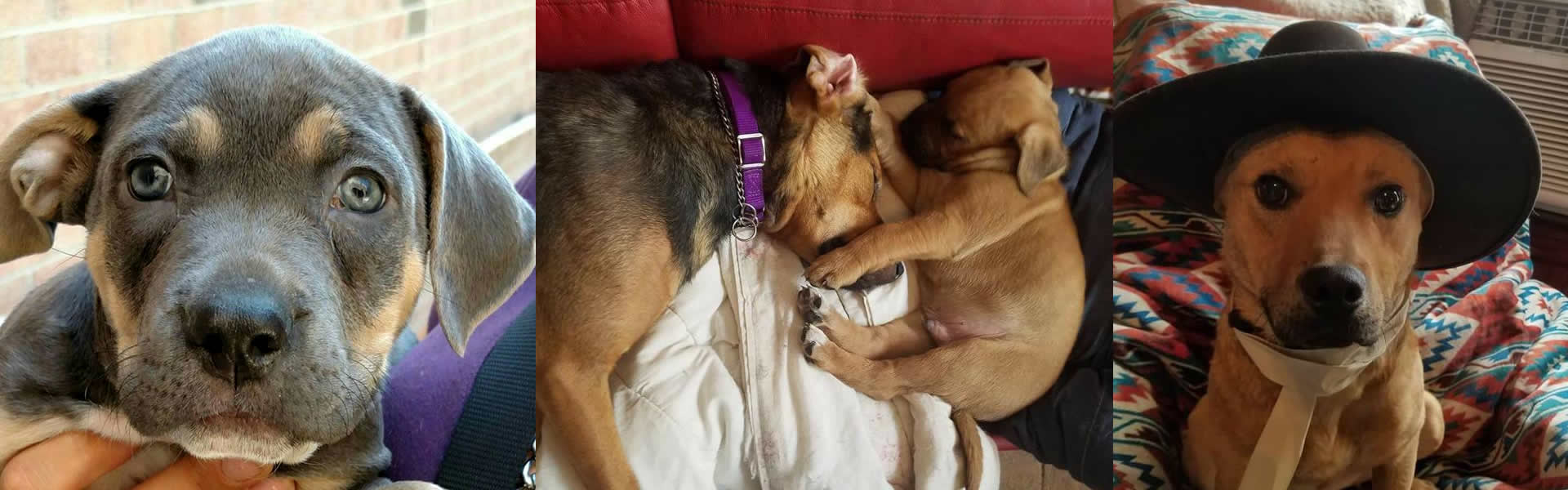 adoptable-dogs-header3a – Home FurEver